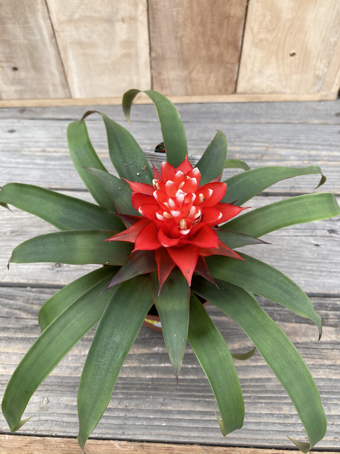 4" Bromeliad Guzmania 'Priscilla' - Tillandsias - Terra Sol Garden ...