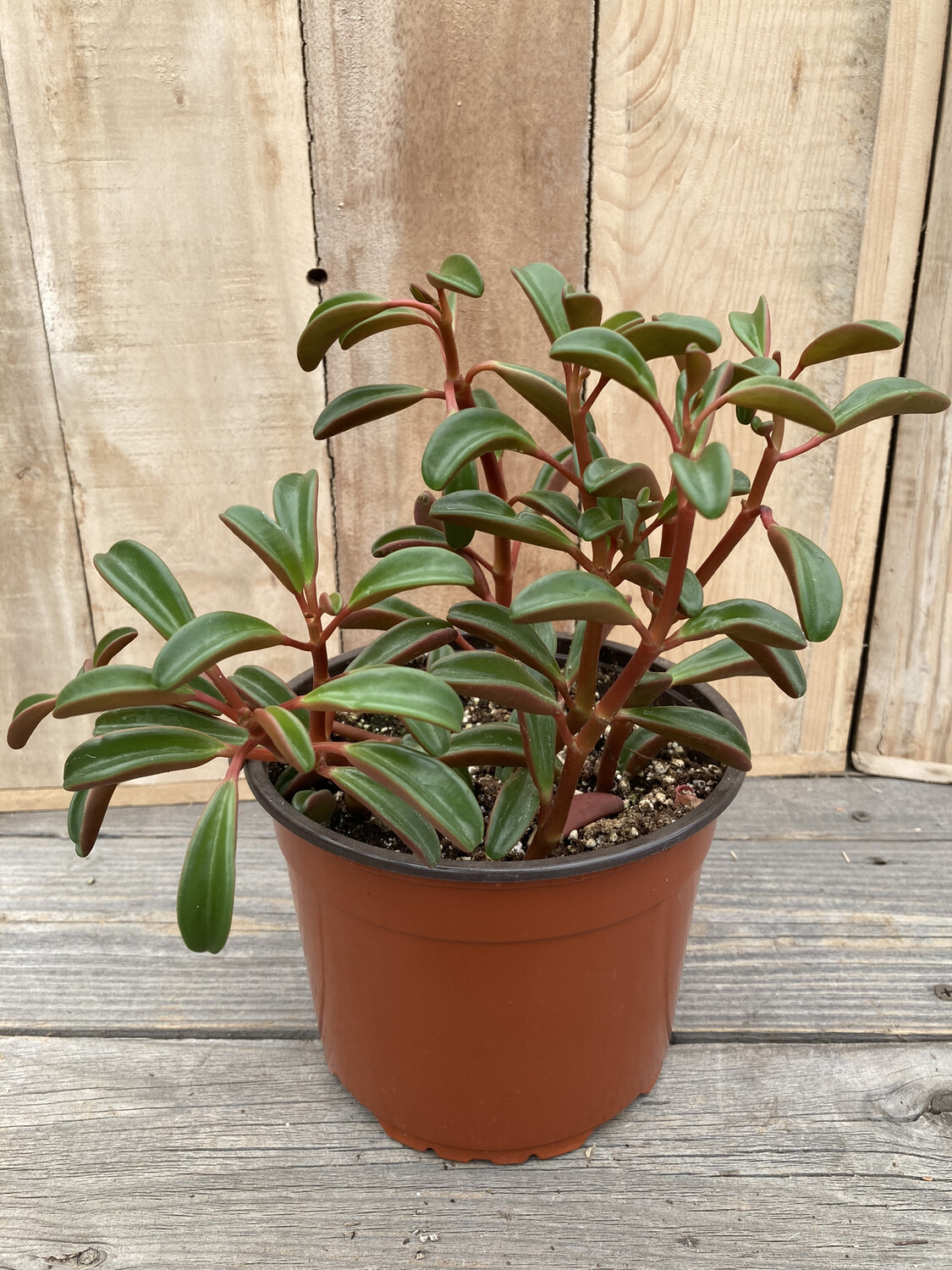 6" Peperomia graveolens 'Ruby Red Glow' - Houseplants - Terra Sol ...