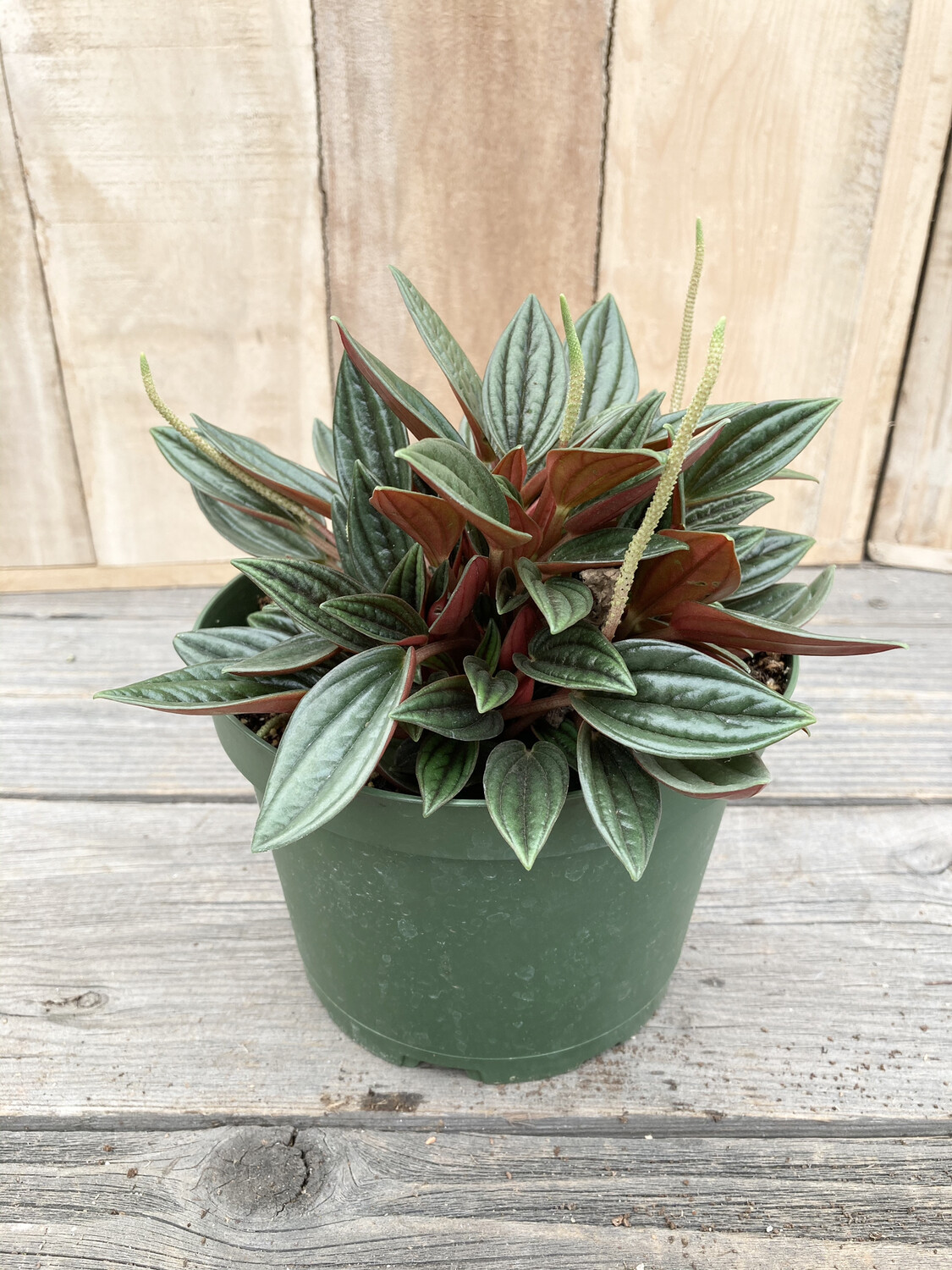 6" Peperomia caperata 'Rosso' - Benches & Tables - Terra Sol Garden Center
