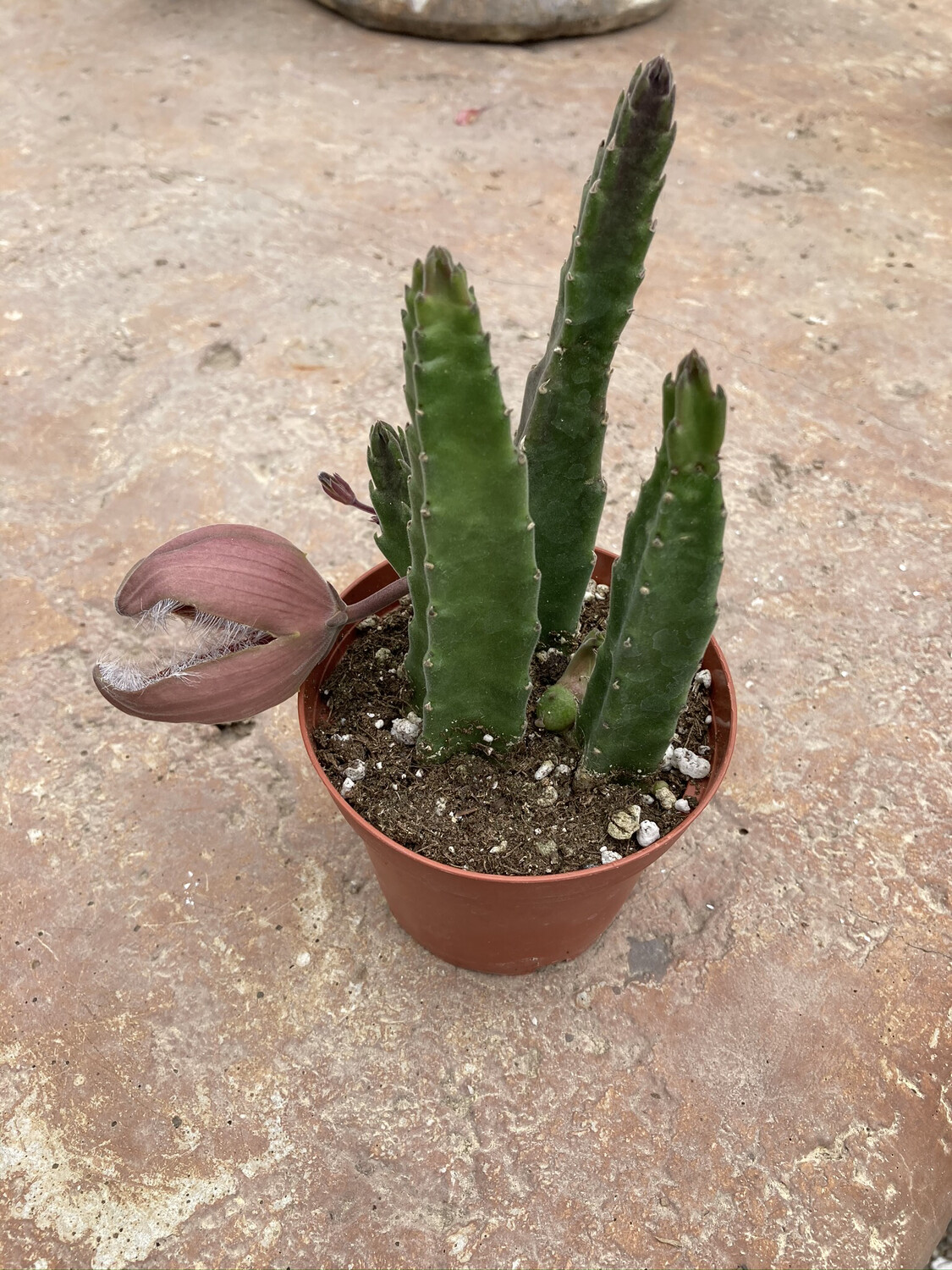 4" Stapelia spp. (suc-203) - Water Plants - Terra Sol Garden Center ...