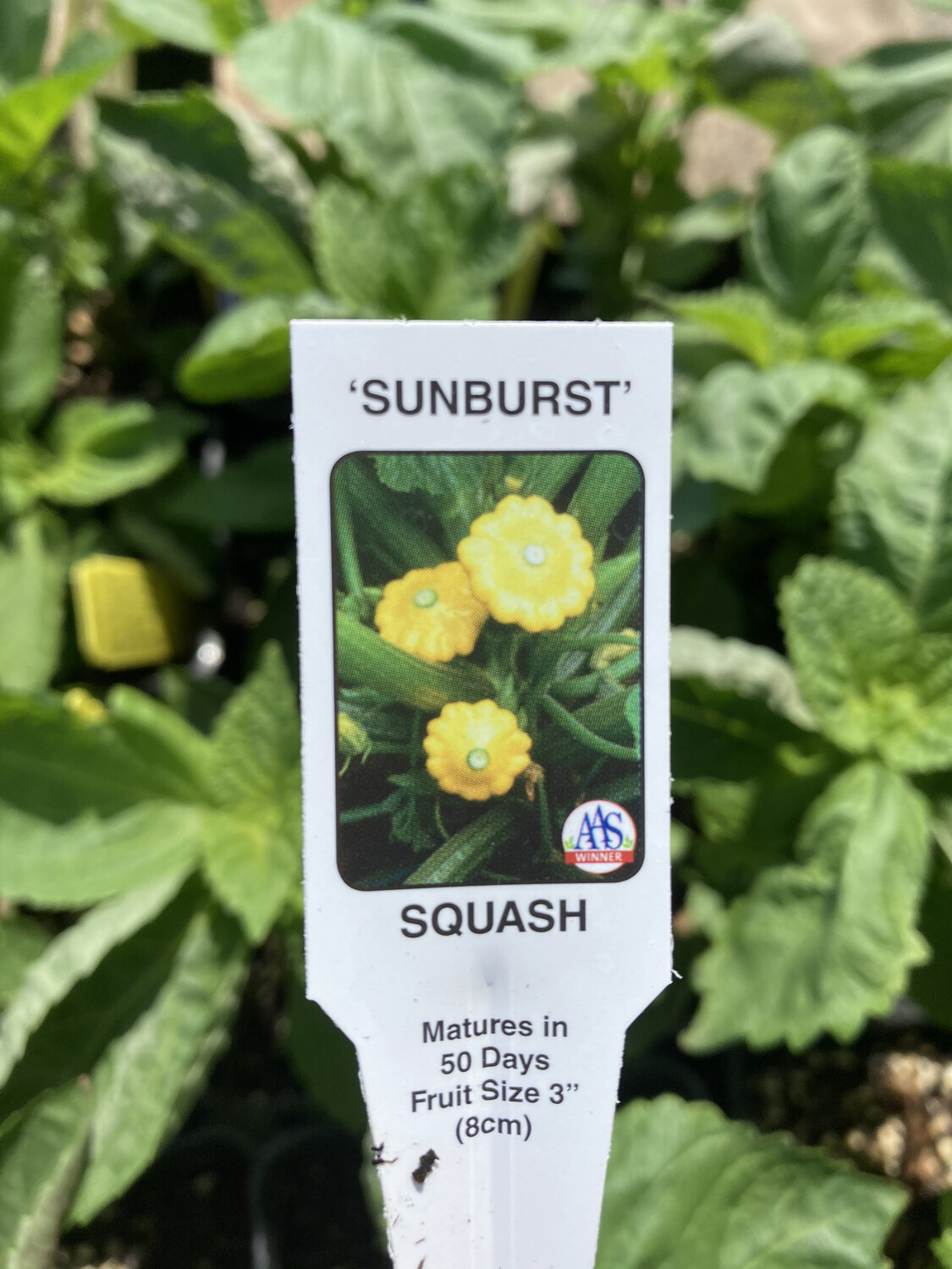 4" Squash Sunburst - Fruits And Vegetables - Terra Sol Garden Center ...