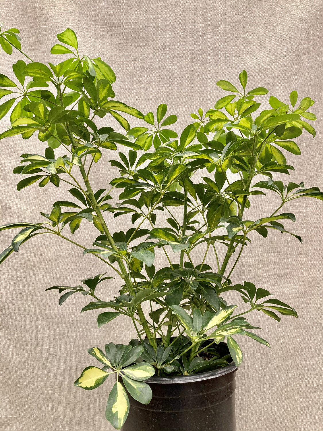 10" Schefflera arboricola variegata - Houseplants - Terra Sol Garden ...