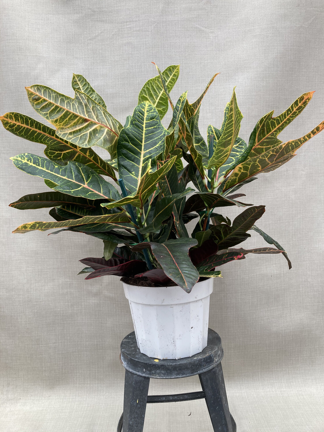 8" Codiaeum variegatum 'Oakleaf' (Croton) - Shop - Terra Sol Garden ...