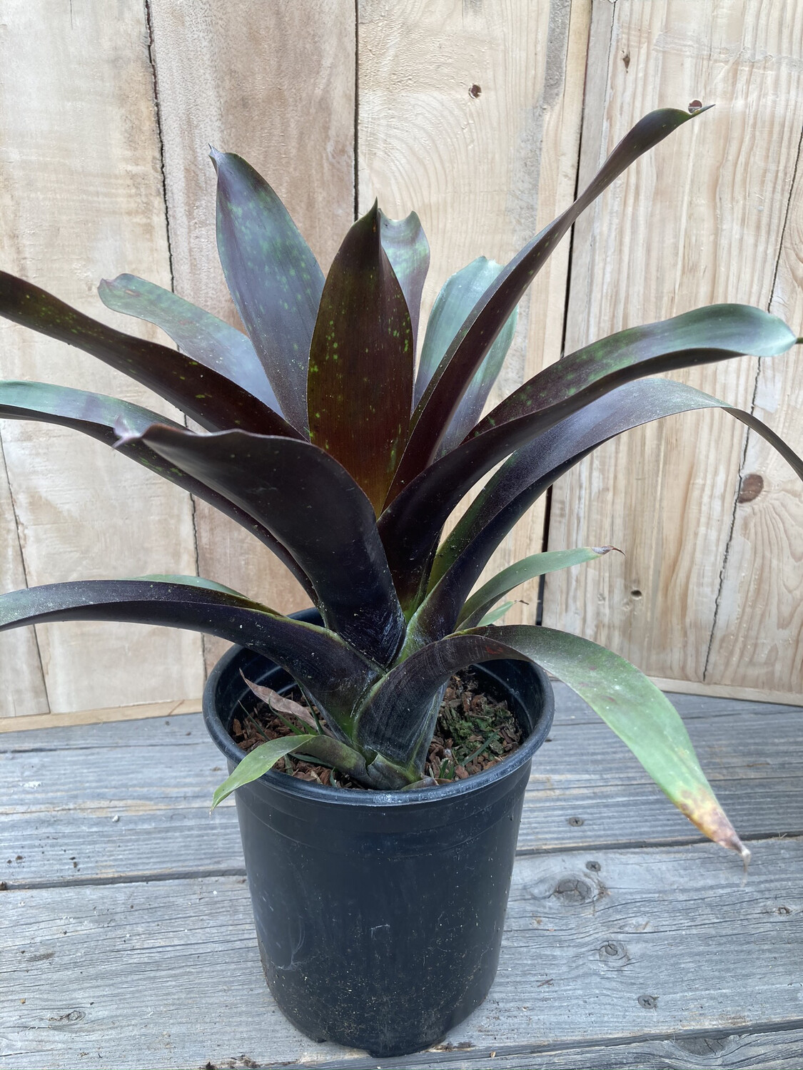 6" Vriesea sanguinolenta (Bromeliad) - HOLIDAY - Terra Sol Garden Center