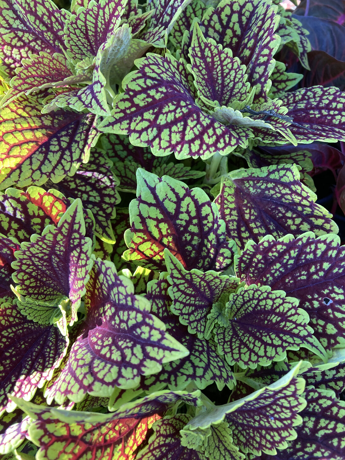 4" Coleus Coleosaurus - Landscape Plants - Terra Sol Garden Center ...