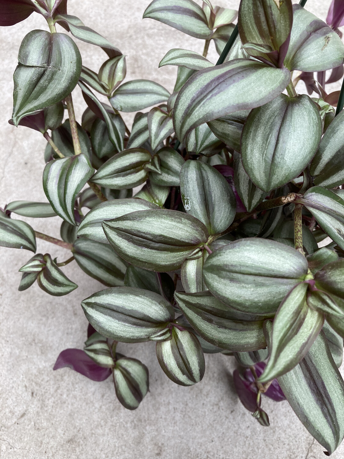 6" Tradescantia zebrina (Purple Inch Plant) - Store - Terra Sol Garden ...