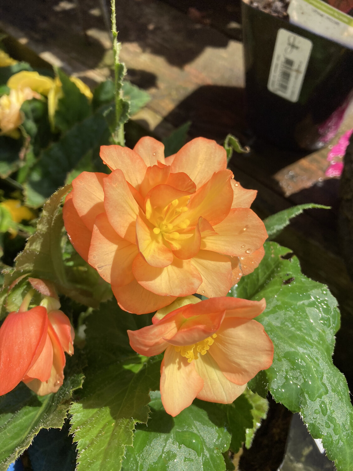 4" Begonia On Top Sunset Shades - Shop - Terra Sol Garden Center ,Santa ...