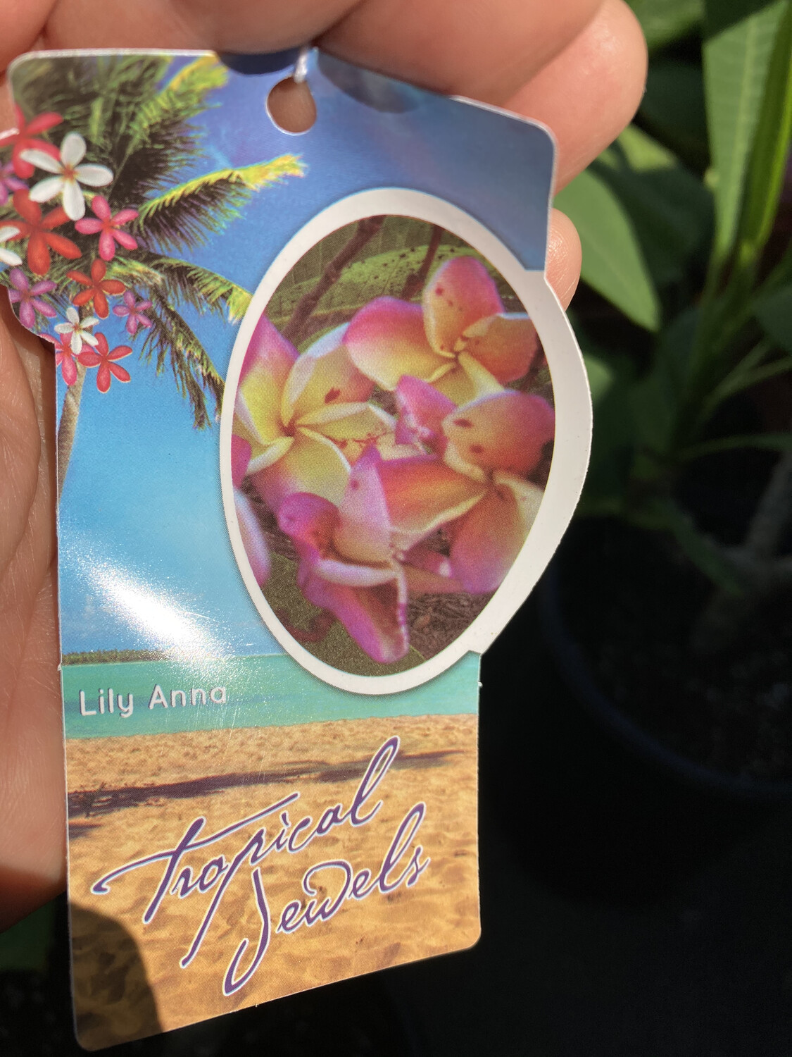 Plumeria ’Lily Anna’ (5 gal) - Store - Terra Sol Garden Center