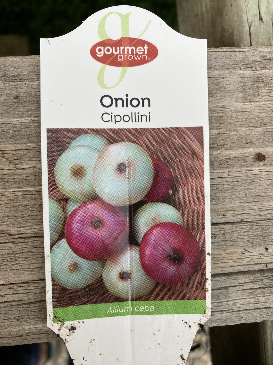 4" Cipollini Onion - Fruits And Vegetables - Terra Sol Garden Center ...