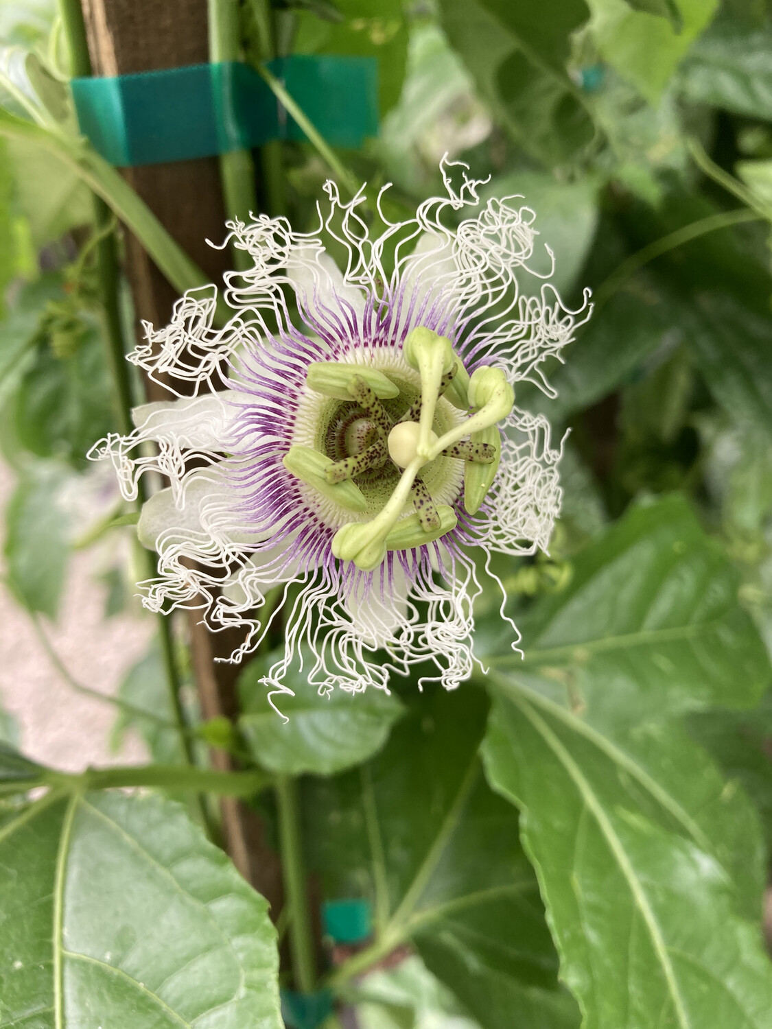 Passion Fruit 'Nancy Garrison'(Passiflora Edulis) 5 gal - Store - Terra ...