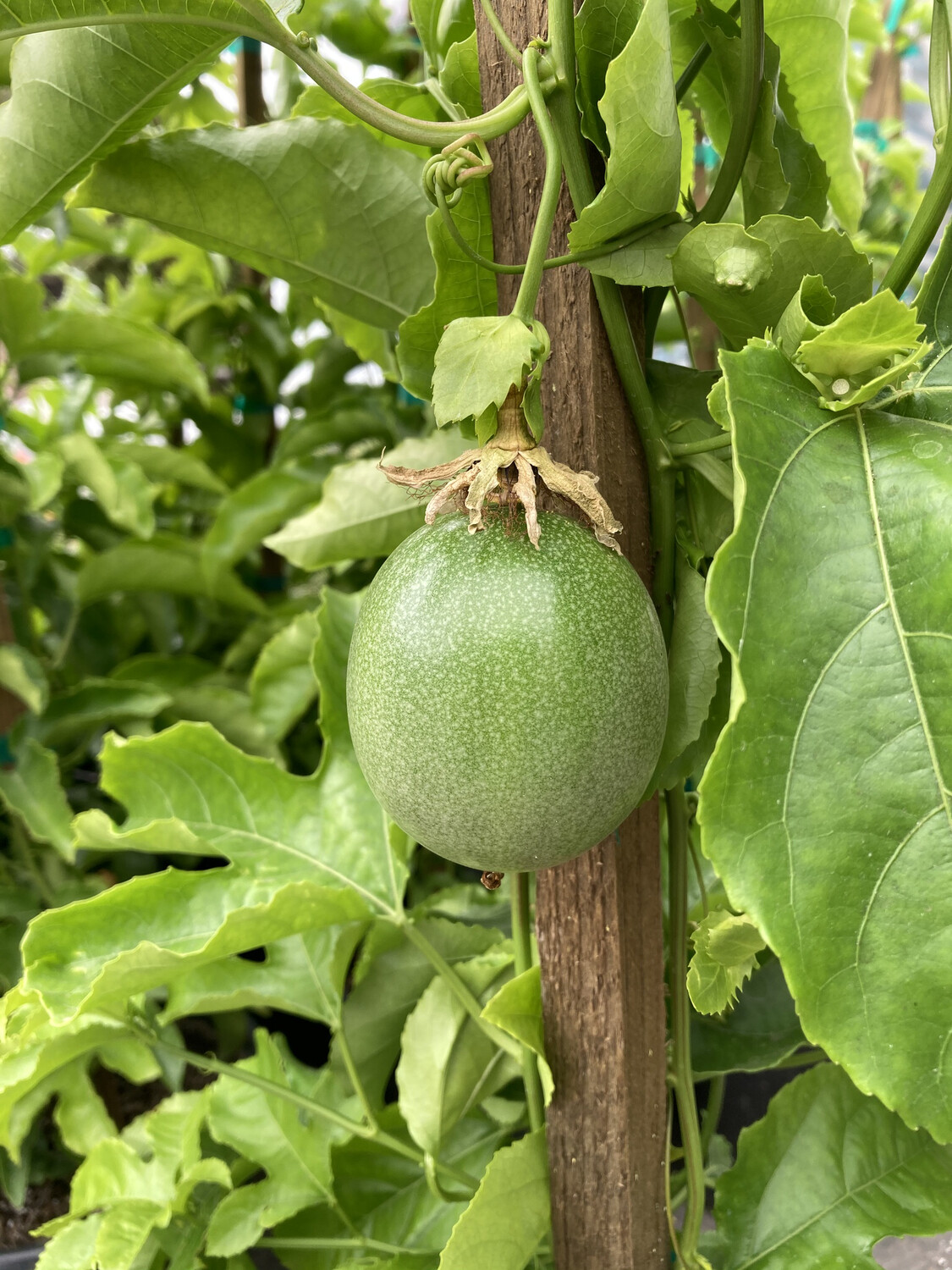 Terra Sol Garden Center - The Gift Shop at Terra Sol Garden Center, Santa Barbara