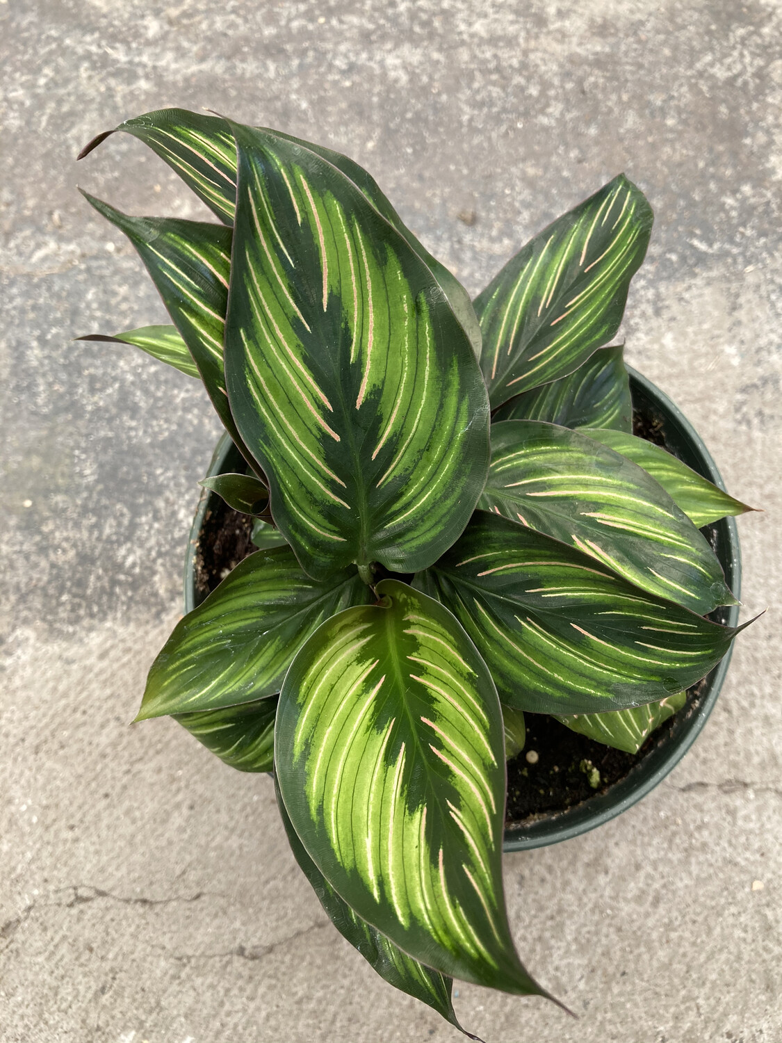 6” Calathea ‘Beauty Star’ - Search - Terra Sol Garden Center