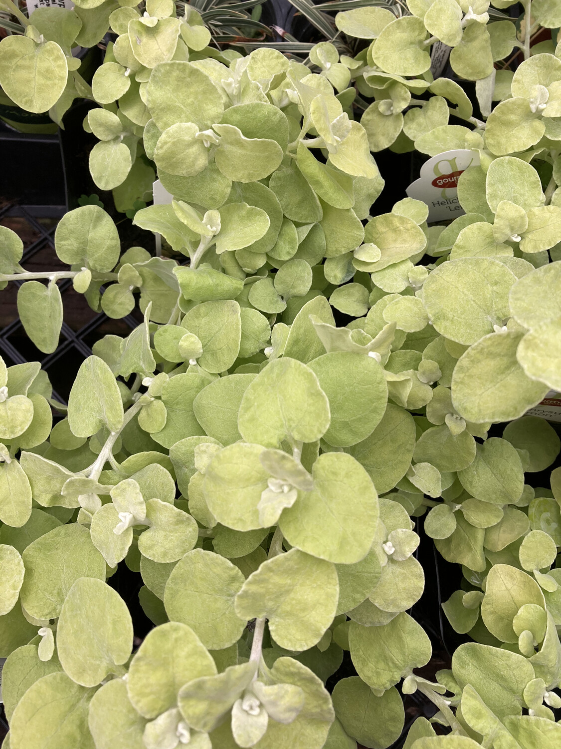 4" Helichrysum Lemon Licorice - Water Plants - Terra Sol Garden Center ...