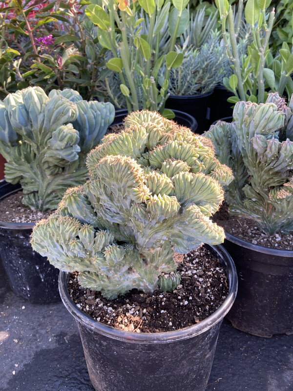 Succulent - Terra Sol Garden Center , Santa Barbara