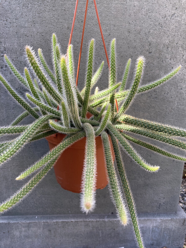 Succulent - Terra Sol Garden Center , Santa Barbara