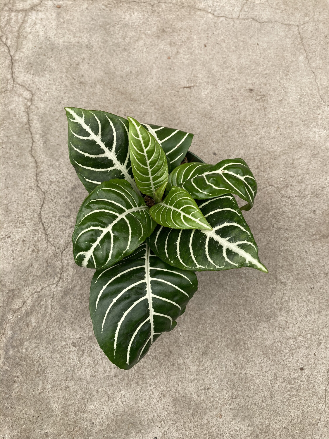4” Aphelandra squarrosa (zebra plant) - Seeds - Terra Sol Garden Center ...