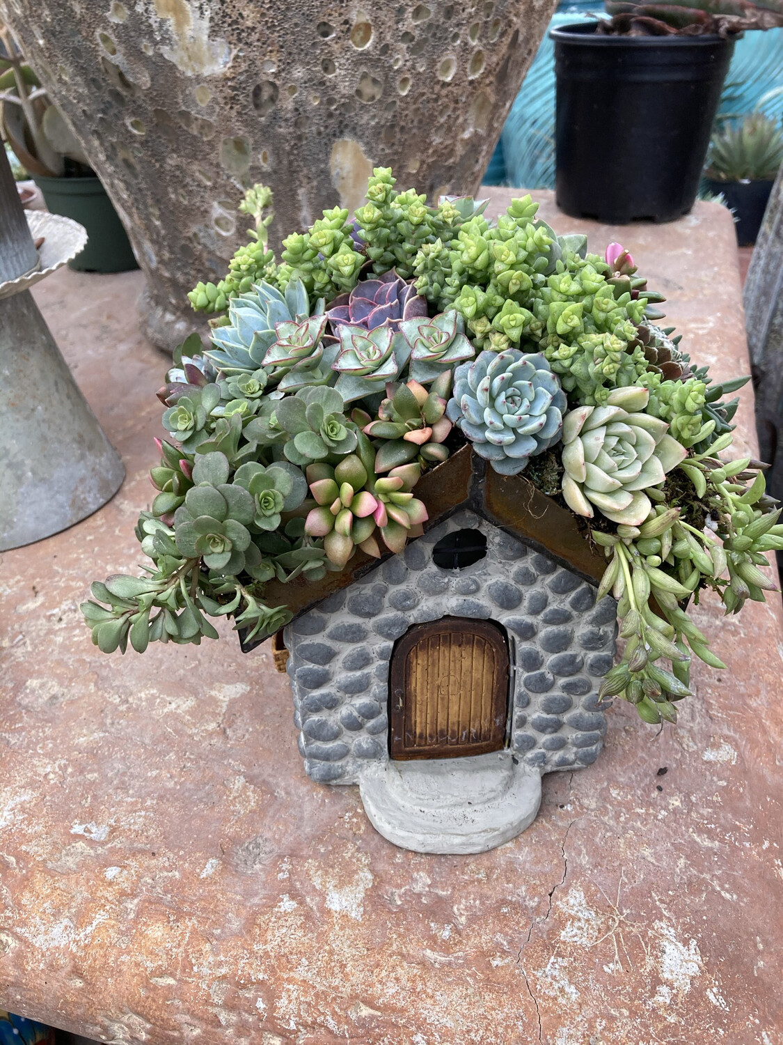 House with Succulent Roof Top - Succulent - Terra Sol Garden Center ...
