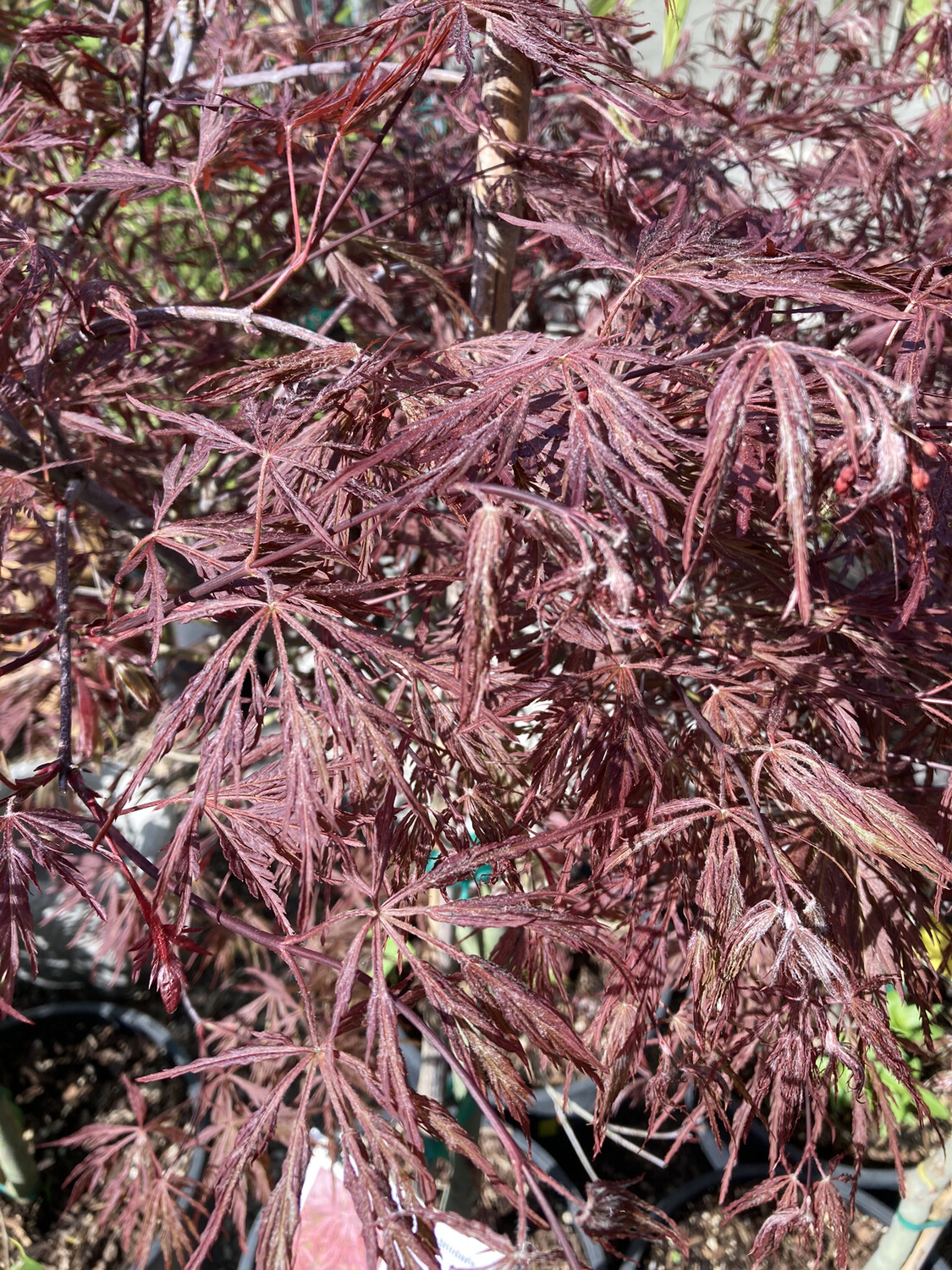 Acer palmatum ‘Inaba Shidare’ (6 gallon) - Store - Terra Sol Garden Center