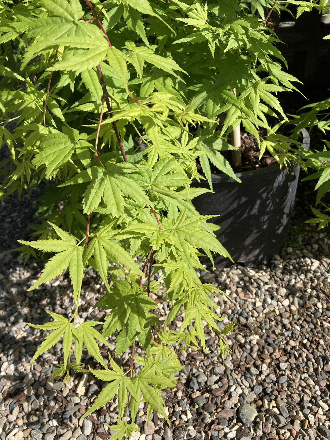 Acer palmatum ‘Falling Star’ (6 gallon) - Store - Terra Sol Garden Center