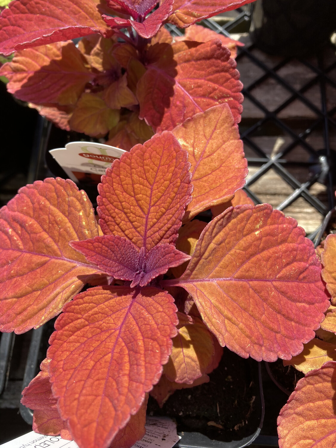 4" Coleus Campfire - Landscape Plants - Terra Sol Garden Center, Santa ...