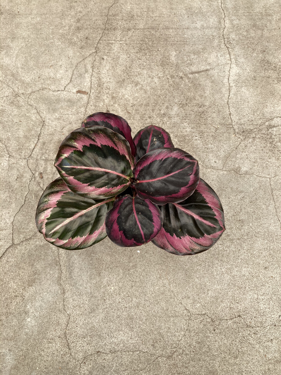 4” Calathea roseo-picta ‘Little Princess’ - Seeds - Terra Sol Garden ...