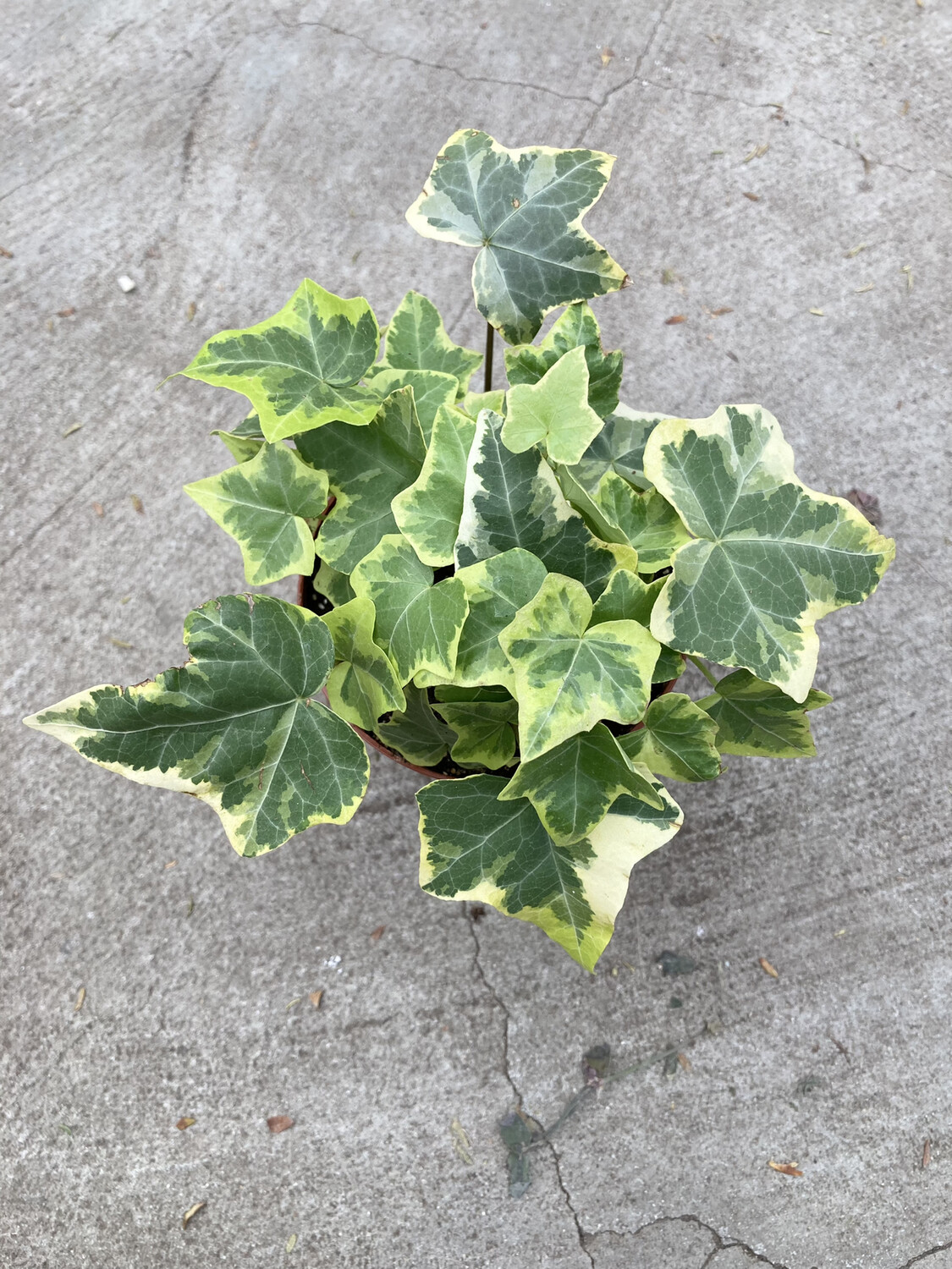 4" Hedera spp. (Ivy) - Houseplants - Terra Sol Garden Center, Santa Barbara