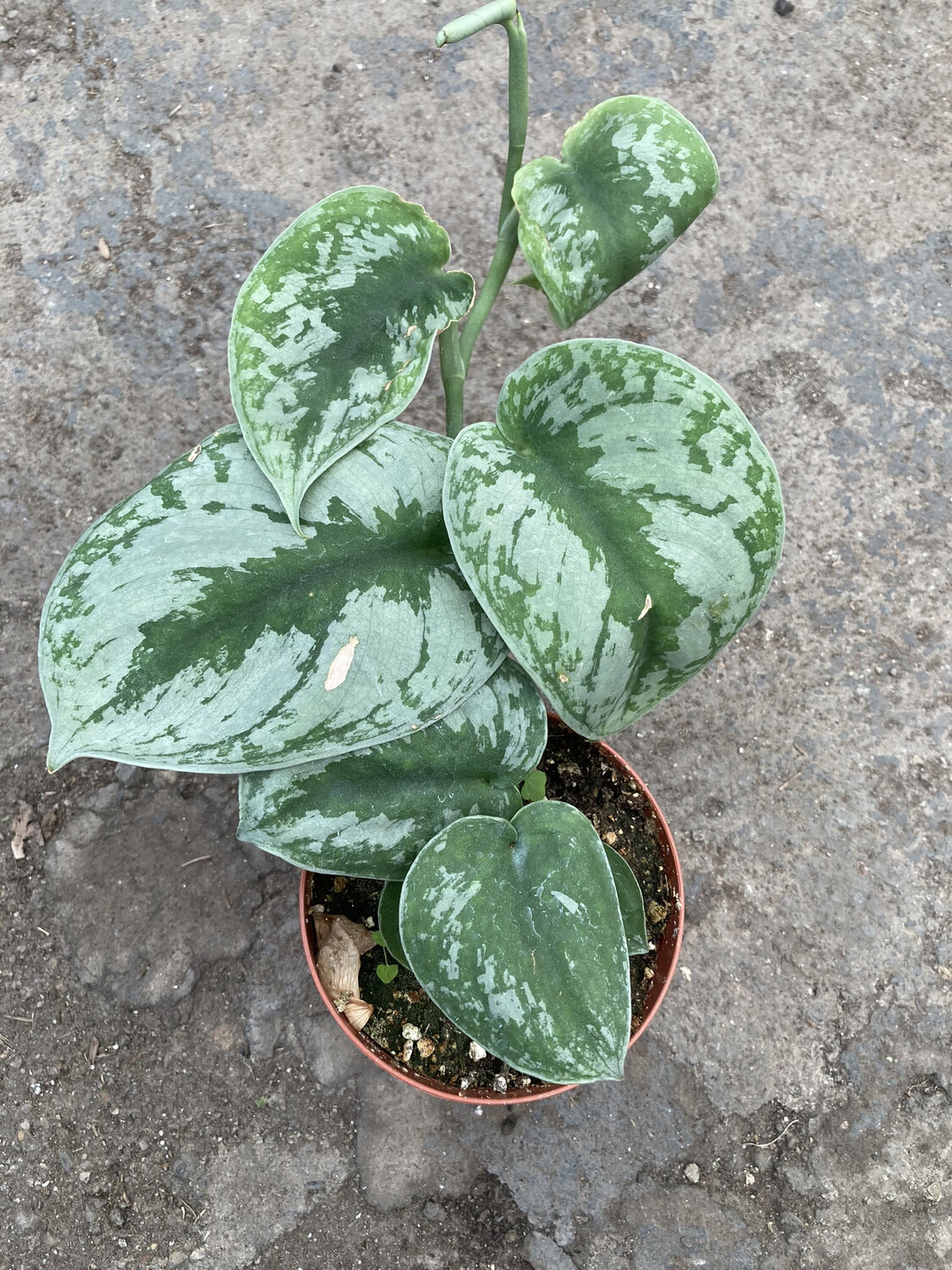 4” Scindapsus pictus (Silver Satin Pothos) - Seeds - Terra Sol Garden ...