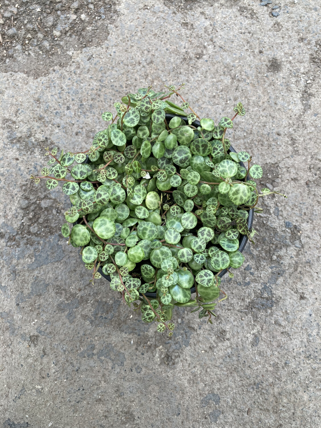 4” Peperomia prostrata ‘String of Turtles’ - Seeds - Terra Sol Garden ...