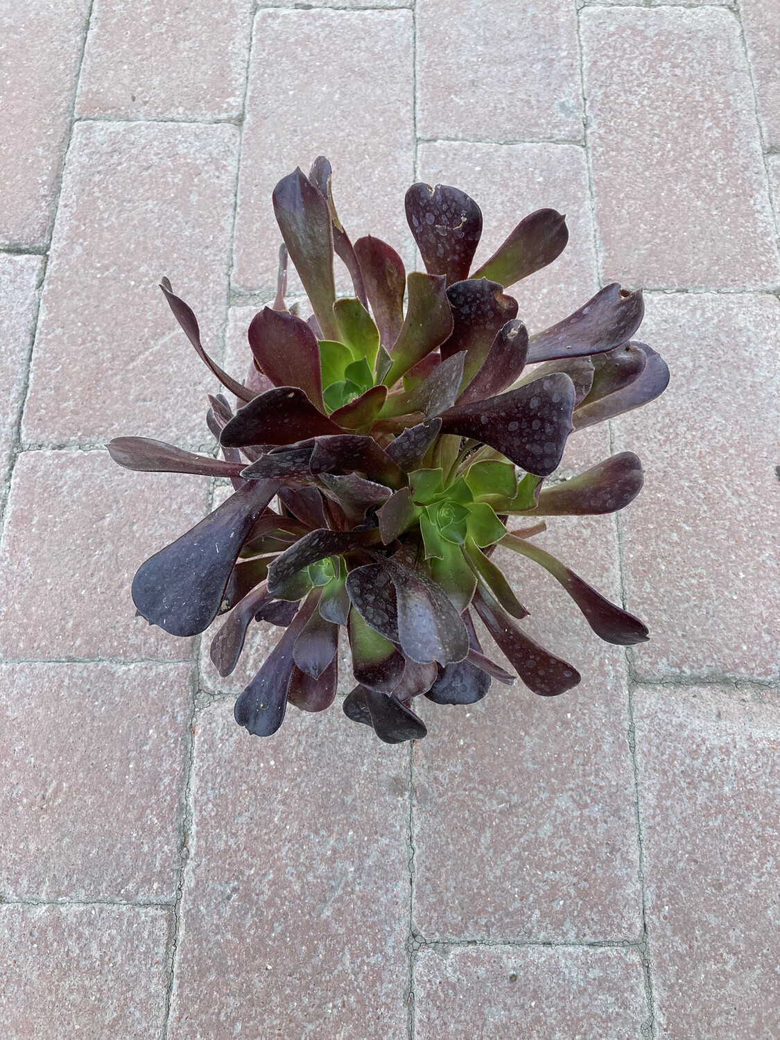 4" Aeonium spp. (suc-209) - Store - Terra Sol Garden Center