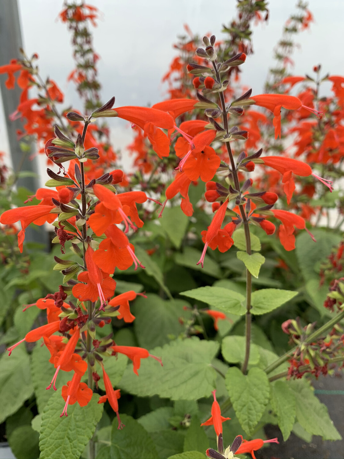 Welcome to our virtual garden! – NightCrawler Gardens