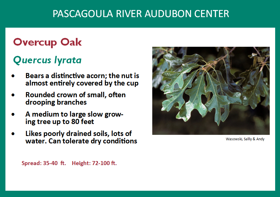 Overcup Oak Tree