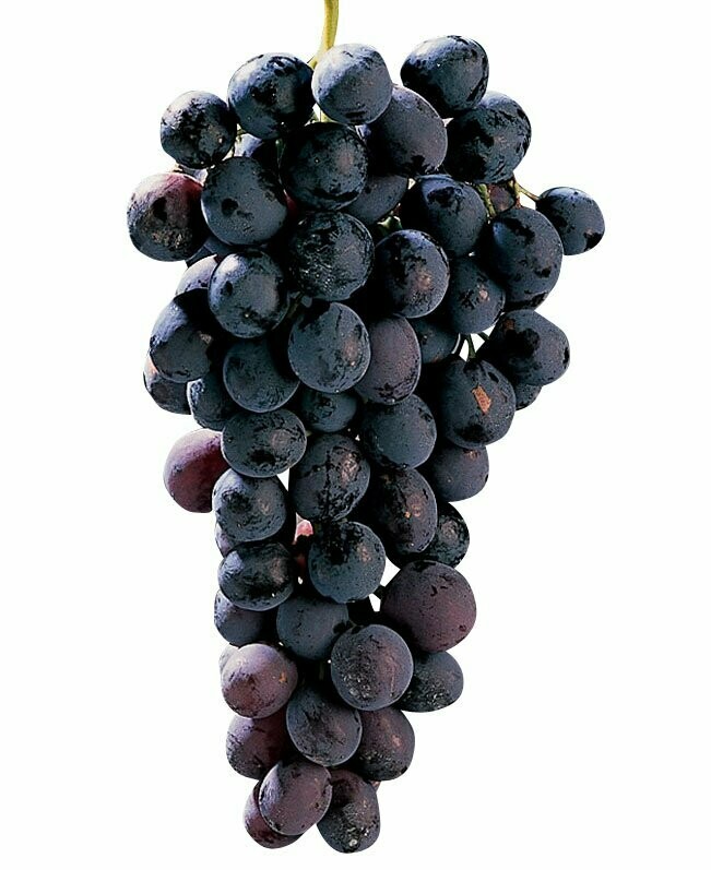 UVA NEGRA ECOLÓGICA