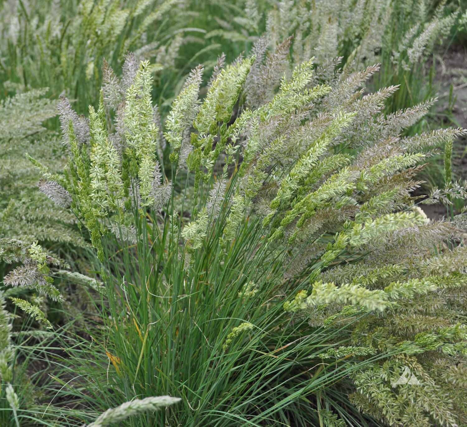 Market Mix - Native Bunchgrasses