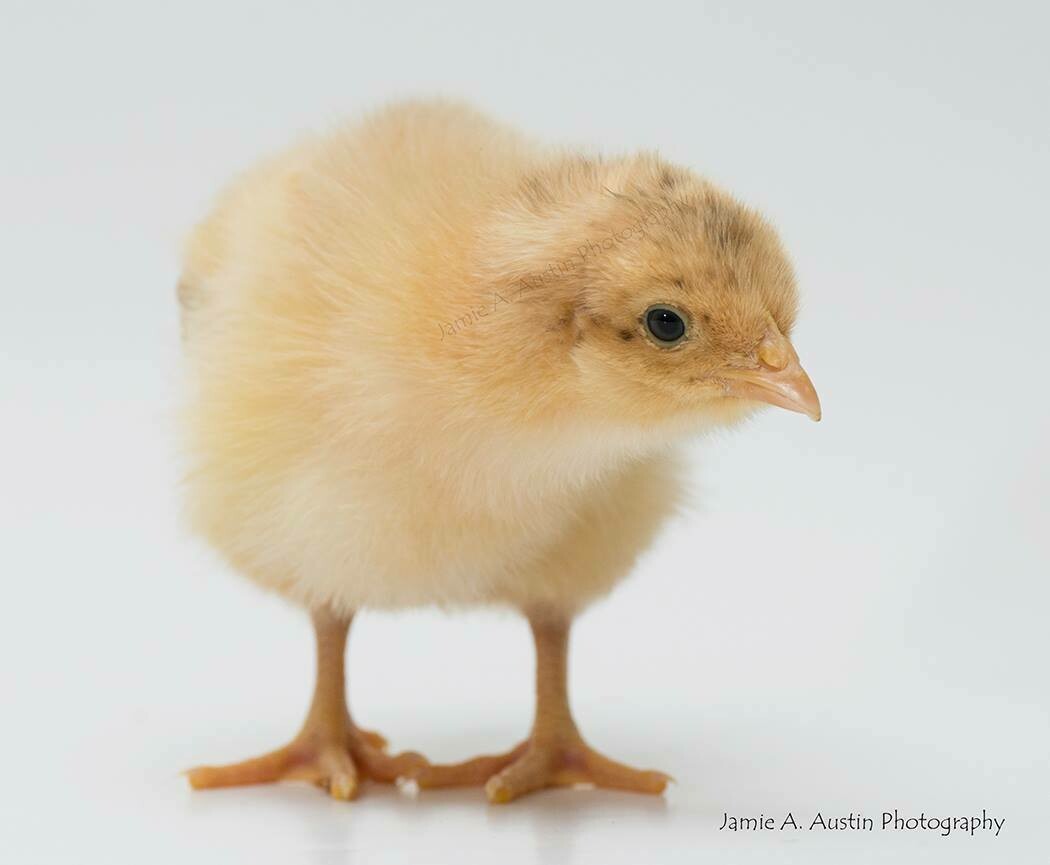 American Buff Orpingtons. FEMALE Hatch April 5/20/23