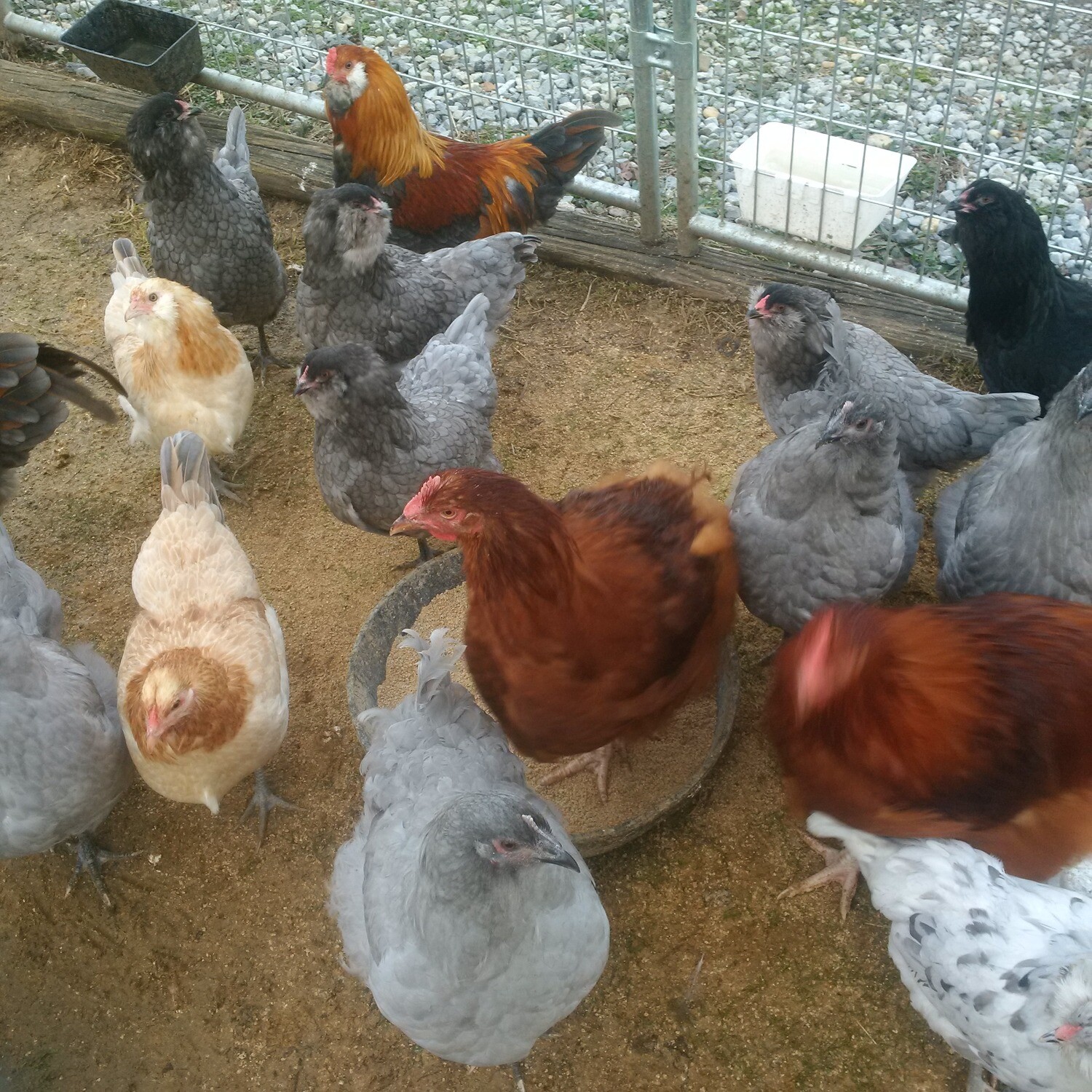 Beautiful Flock Chicks