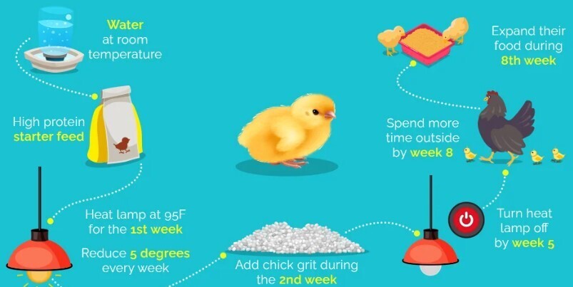 HELP A CHICK OUT!