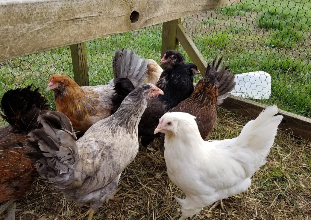 Easter Eggers