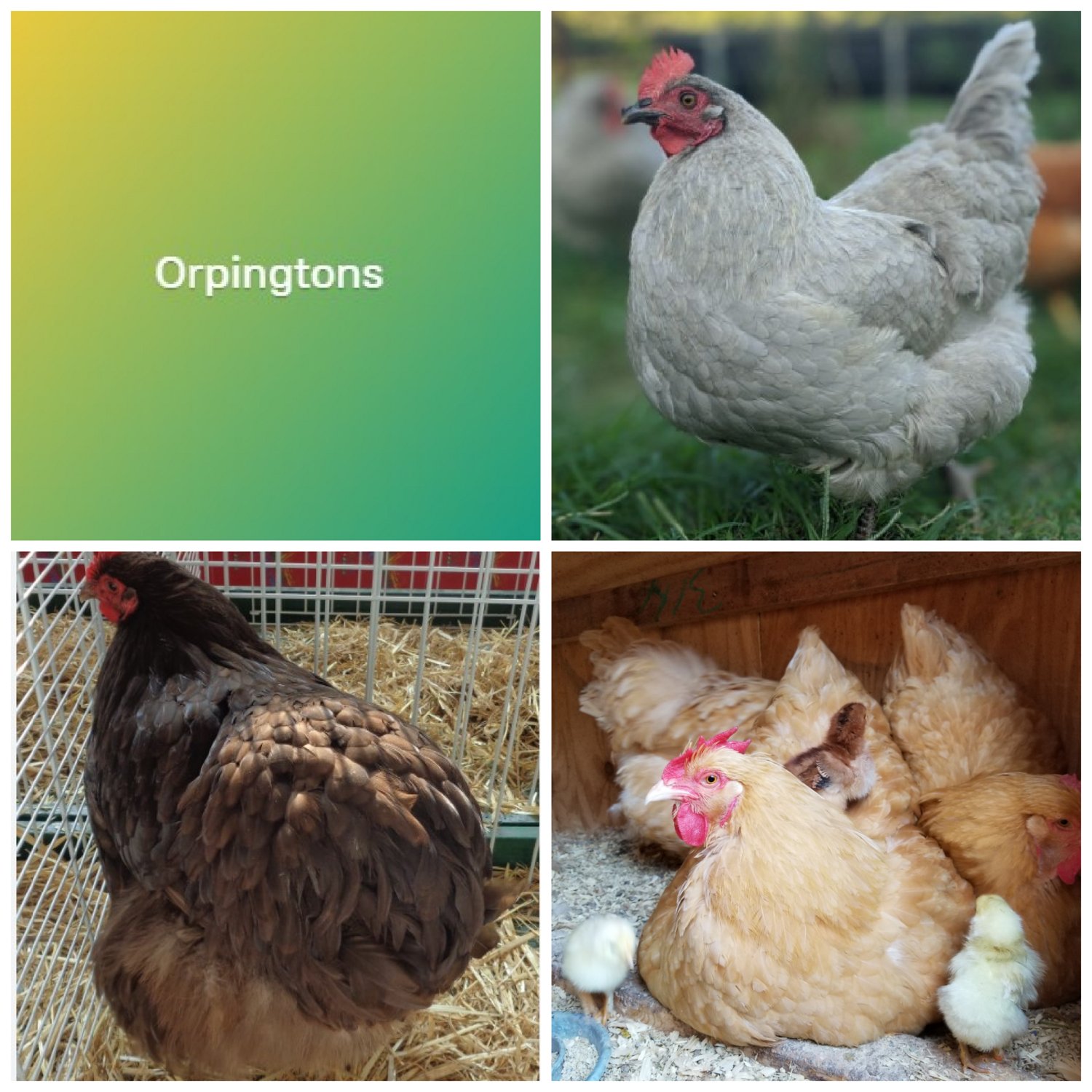 Orpingtons