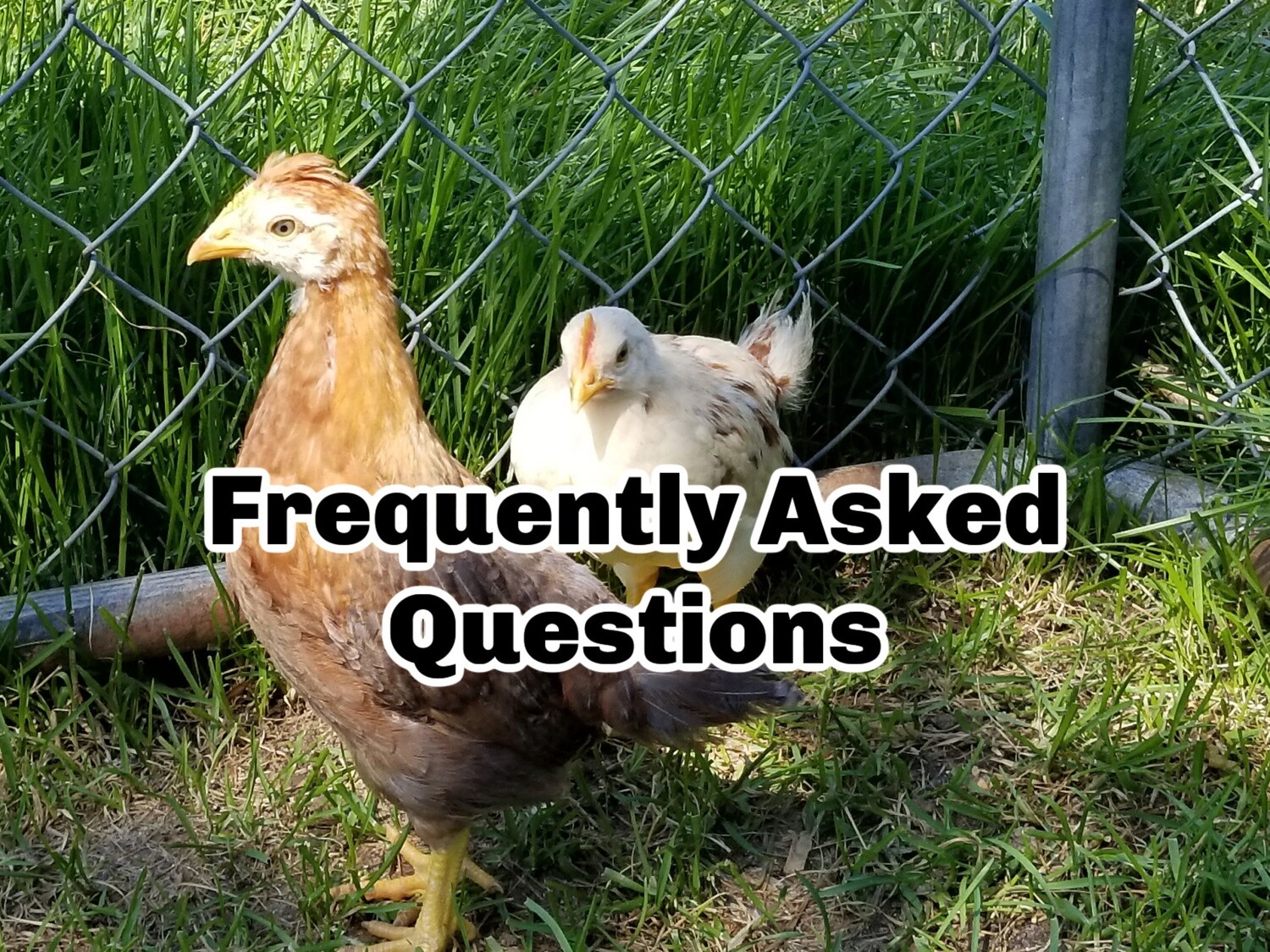 FAQ Frequently Asked Questions