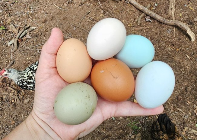 Beautiful Flock Chicks
