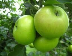 1/2 Peck Summer Rambo Apples