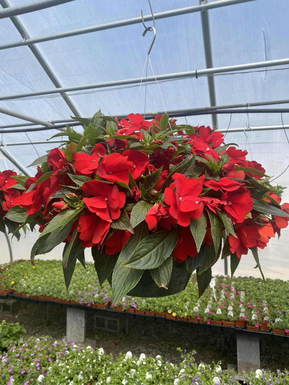 10" Hanging Basket - New Guinea Impatiens - Super Sonic Red