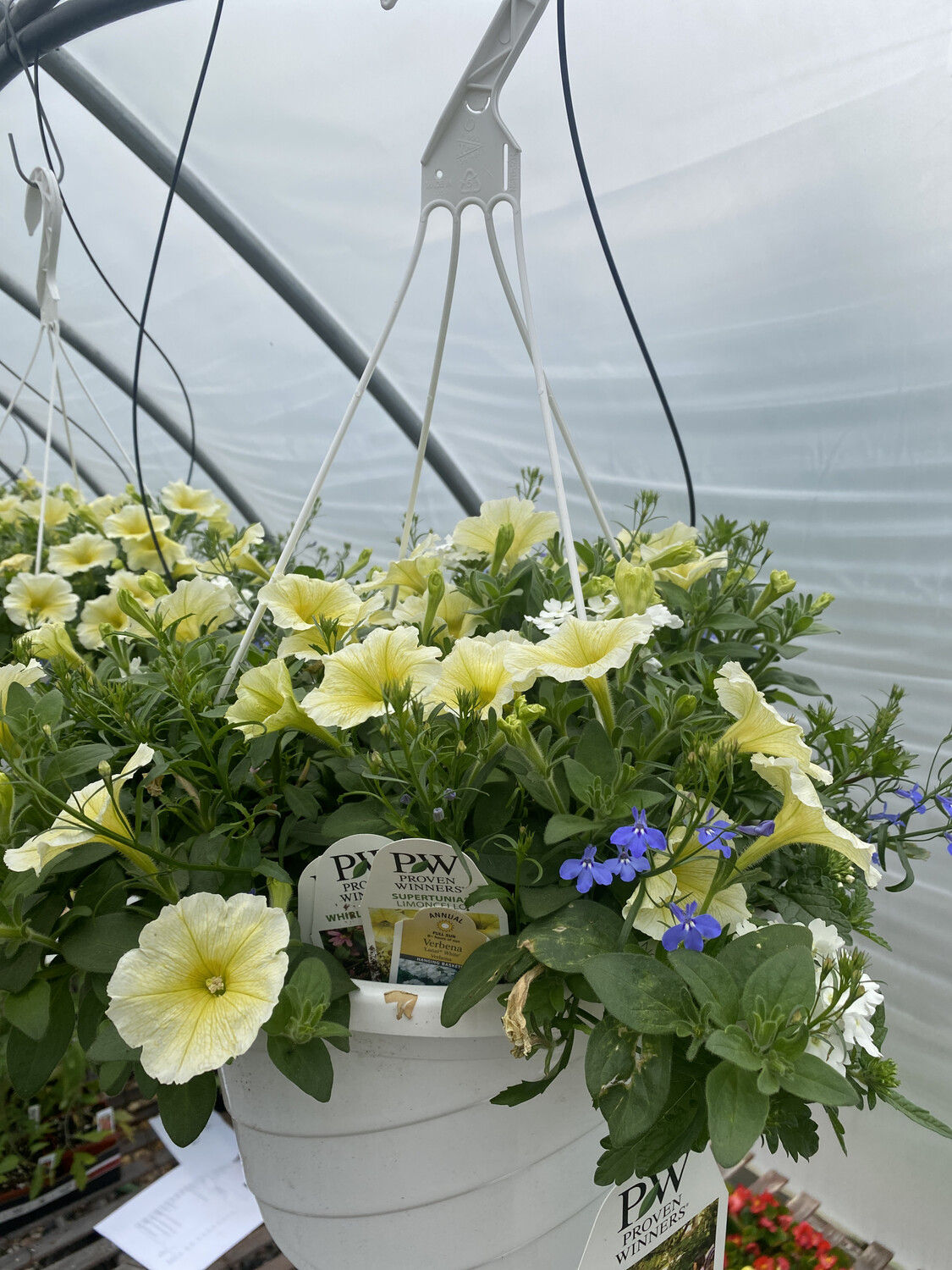 12" Hanging Basket - Supertunia Limoncello, Whirlwind Pink Scaevola ...