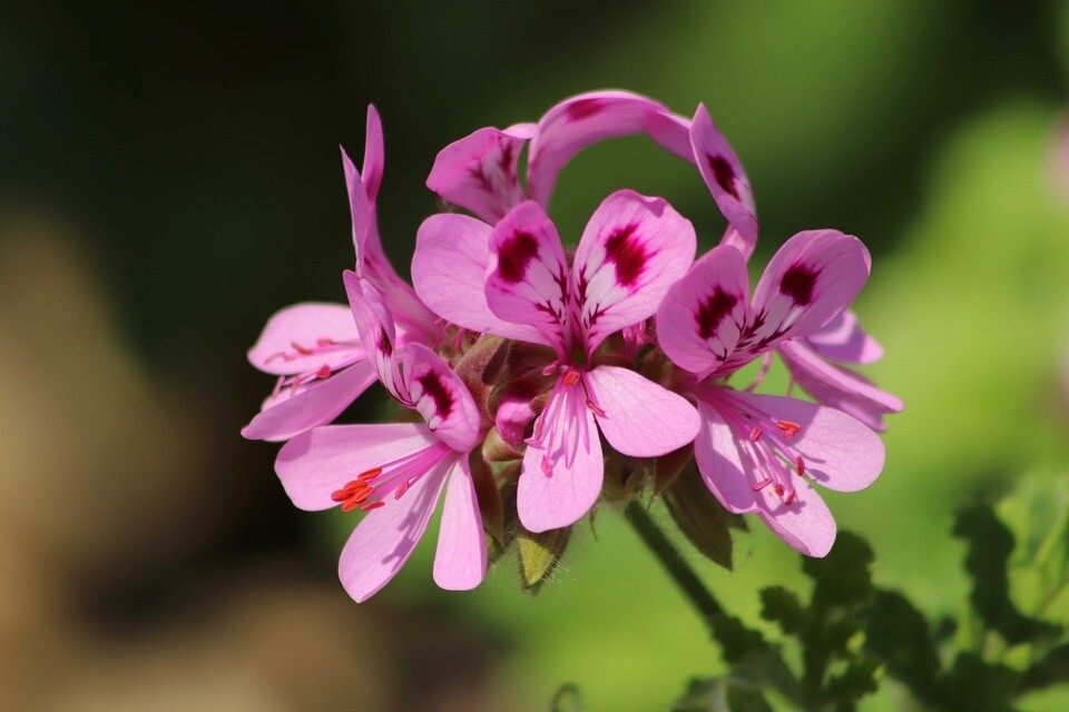 FIORI