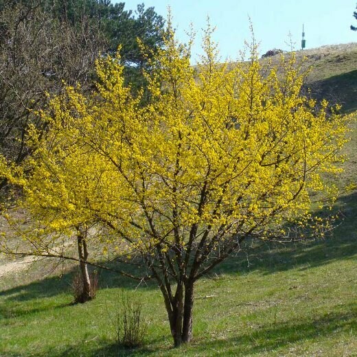 BANDO REGIONE ER - ARBUSTO - Cornus mas, Corniolo - ARBUSTO in alveolo ...