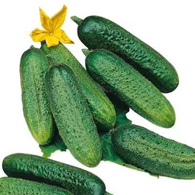 CETRIOLO DA SOTTACETO/CETRIOLO MINI - Cucumis ORTO 4pz