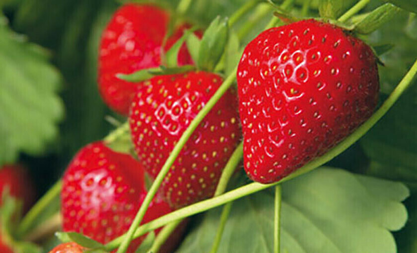 FRAGOLA - Fragaria RIFIORENTE fiore rosa - v14