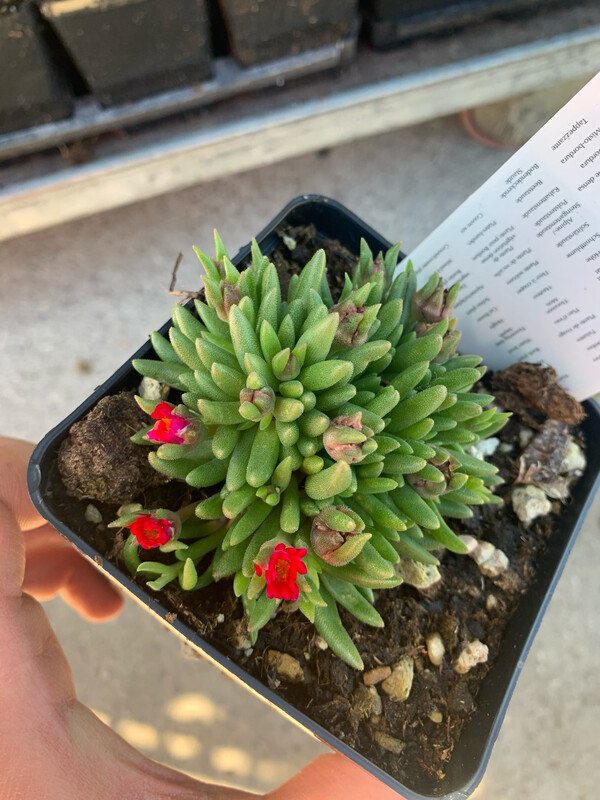 Piante Grasse da Esterno in Vendita Online | Sassi Garden