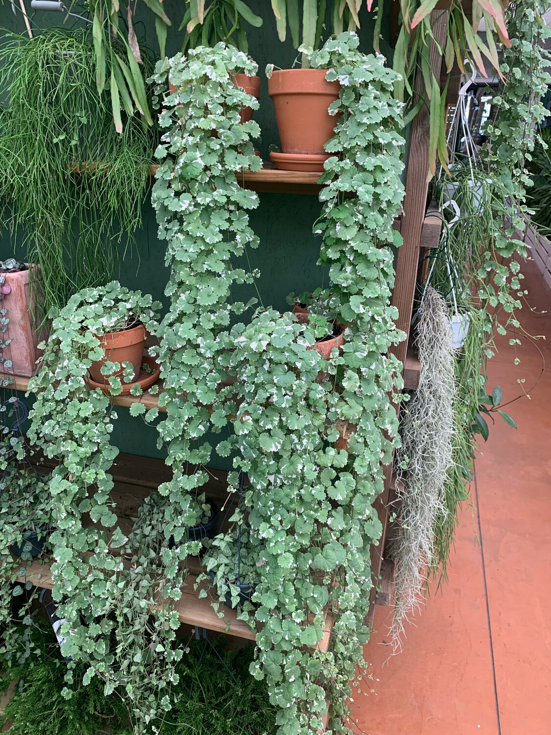 Nepeta hederacea - Glecoma - Glechoma variegato - vaso 14