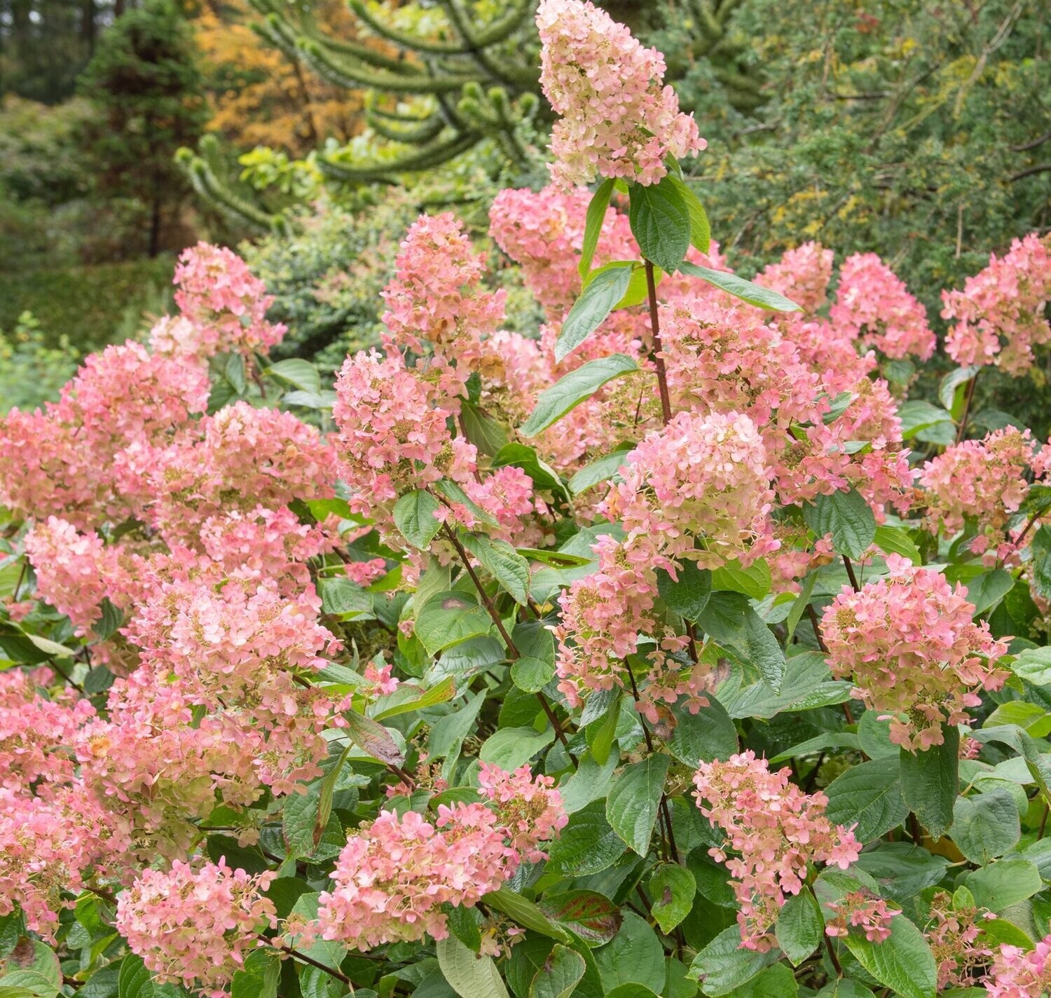 Hydrangea (ortensia) paniculata vaso 24 cm Tickled Pink